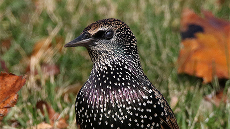 Exotic Birds Among Us - Fifty-Five Plus Magazine