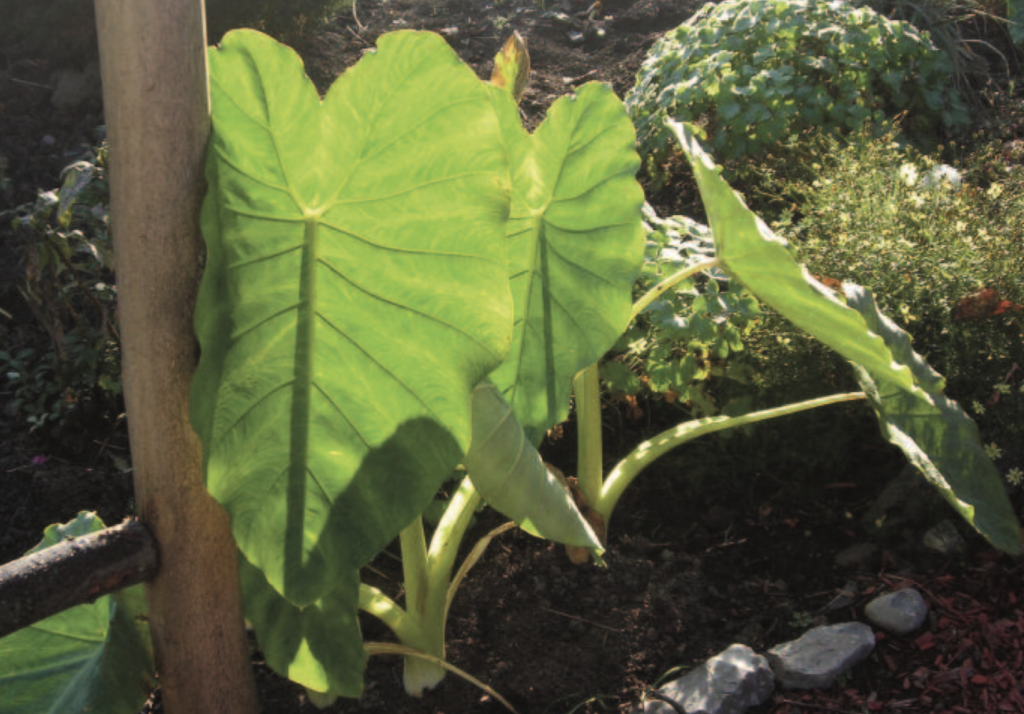 Tropical Vegetable Gardens - Fifty-Five Plus Magazine