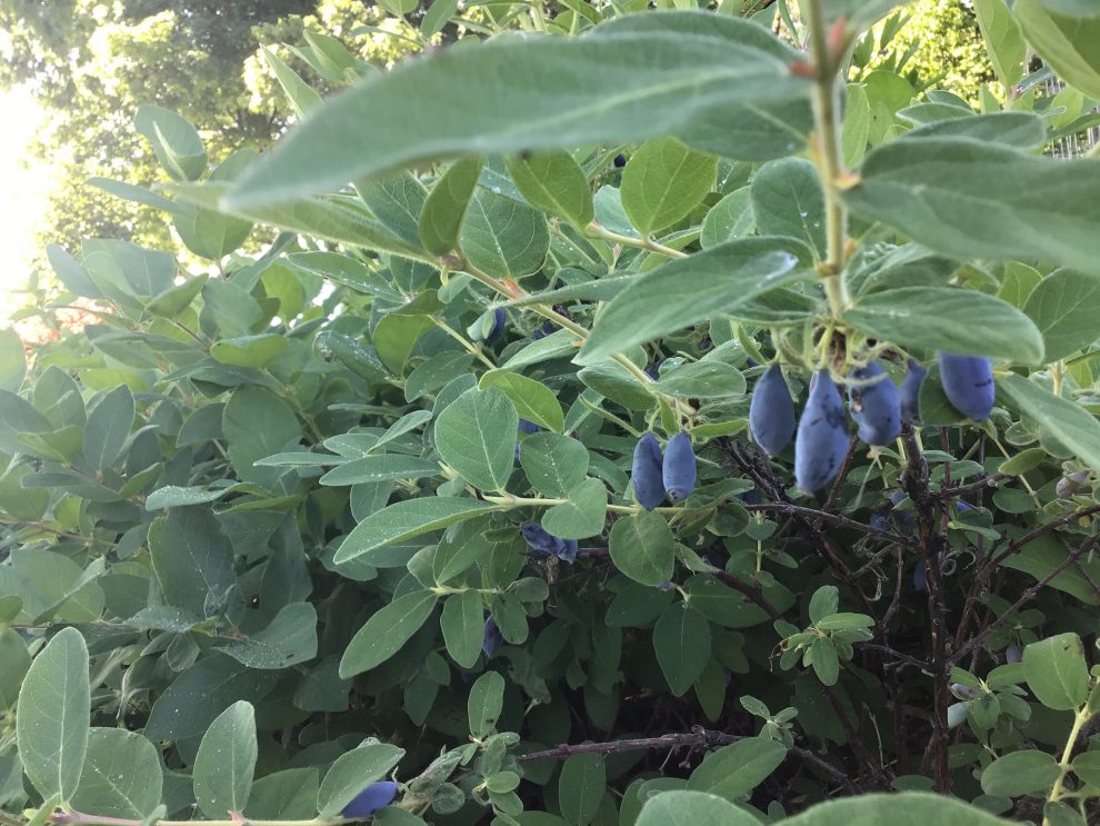 Haskap Berries From native honeysuckle to super fruit - Fifty-Five Plus ...