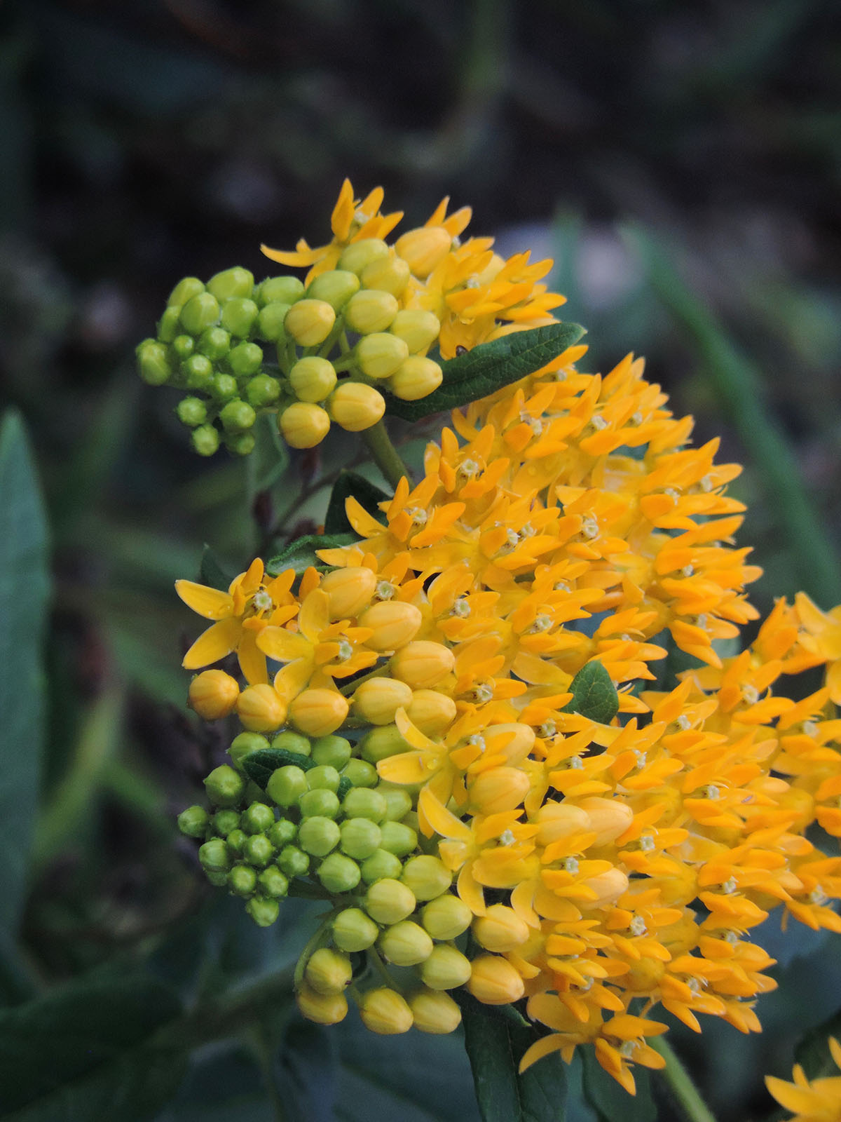 My Home and Native Plants - Fifty-Five Plus Magazine