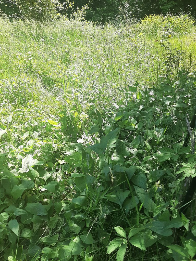 The Making of a Meadow - Fifty-Five Plus Magazine