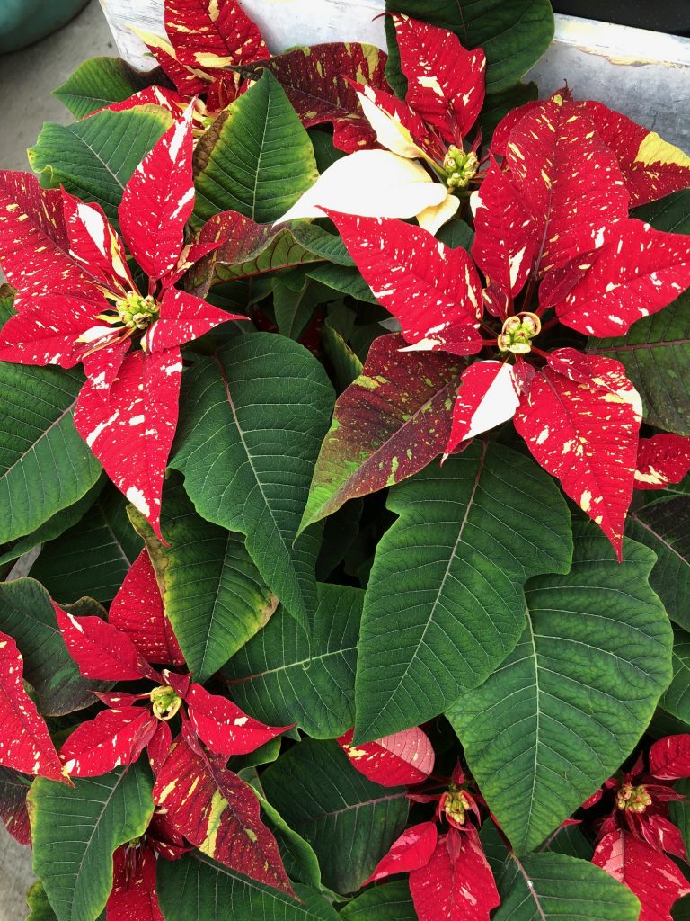 Festive Plants - Fifty-Five Plus Magazine