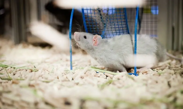 How To Properly Take Care Of A Pet Rat - Fifty-Five Plus Magazine