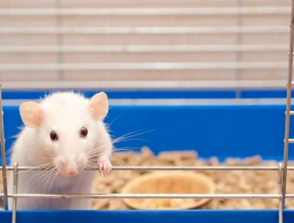 How To Properly Take Care Of A Pet Rat - Fifty-Five Plus Magazine