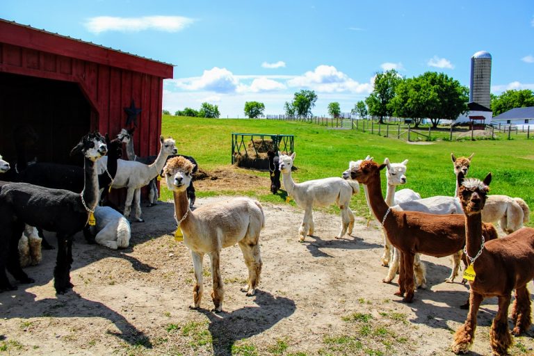 SPLIT ROCK FARMS APLACAS - Fifty-Five Plus Magazine