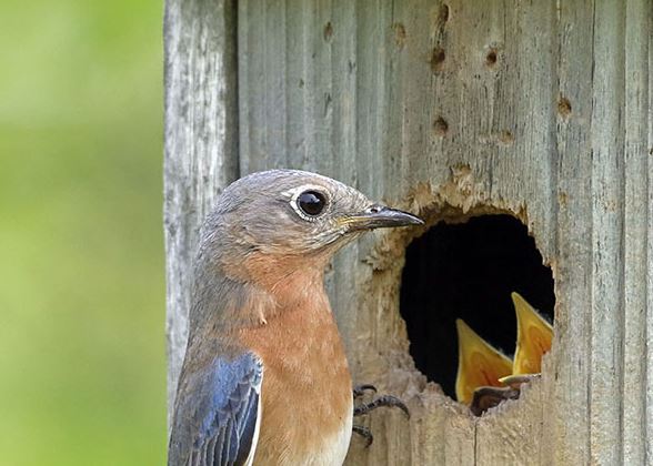 Birding - Fifty-Five Plus Magazine