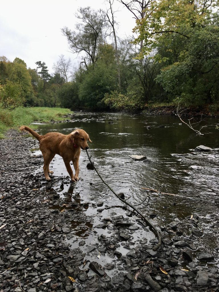 Telling Tails - Fifty-Five Plus Magazine