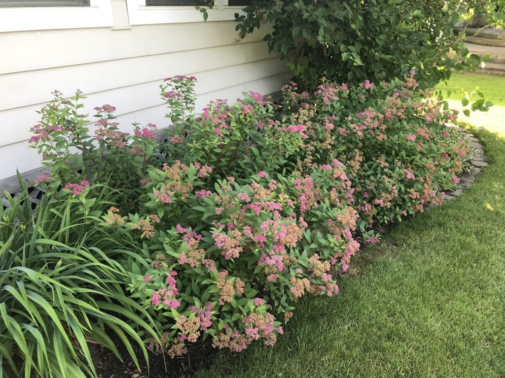 HIGH-PERFORMANCE, LOW-MAINTENANCE PLANTS - Fifty-Five Plus Magazine